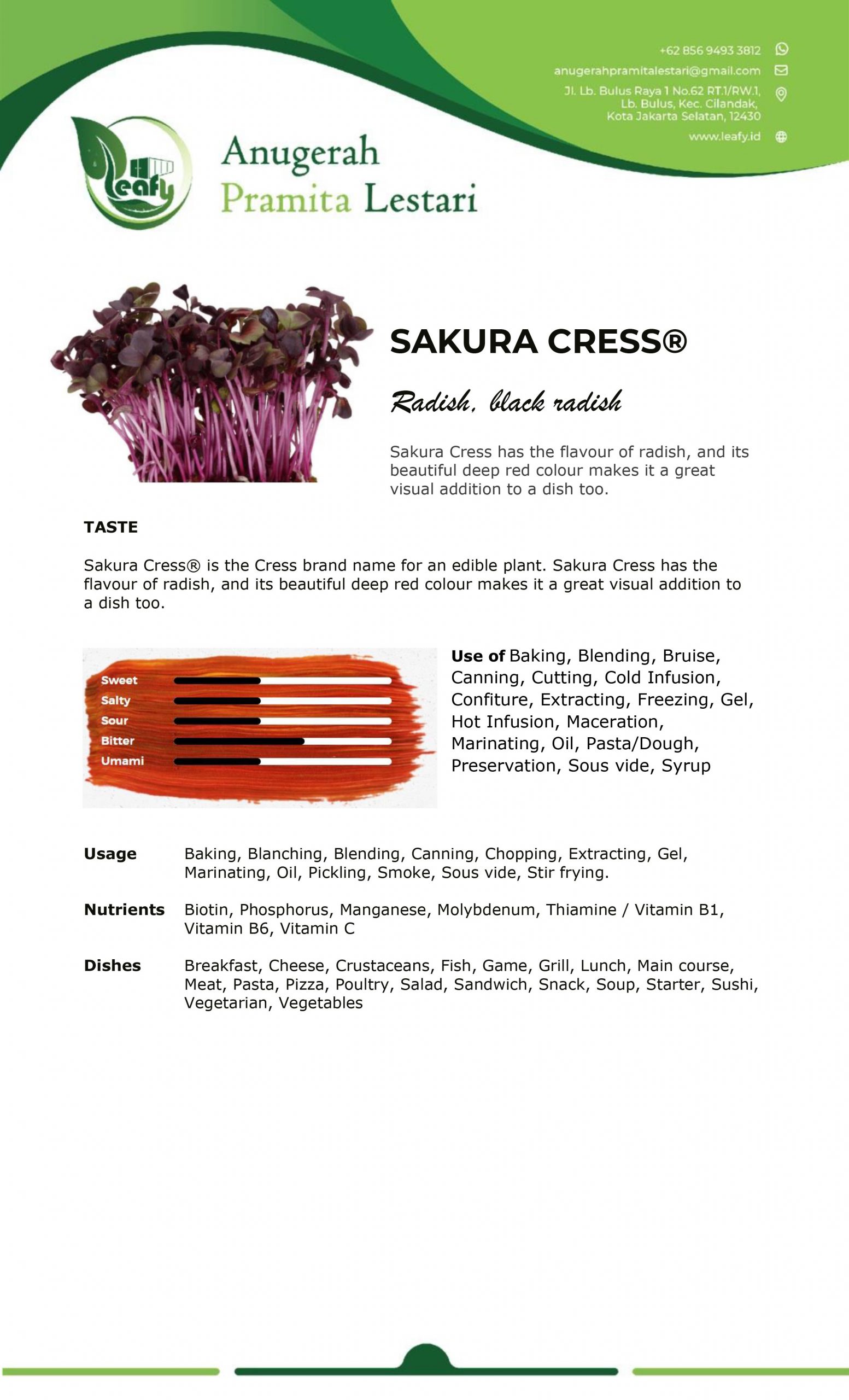Sakura Cress - Purple radish - Leafy